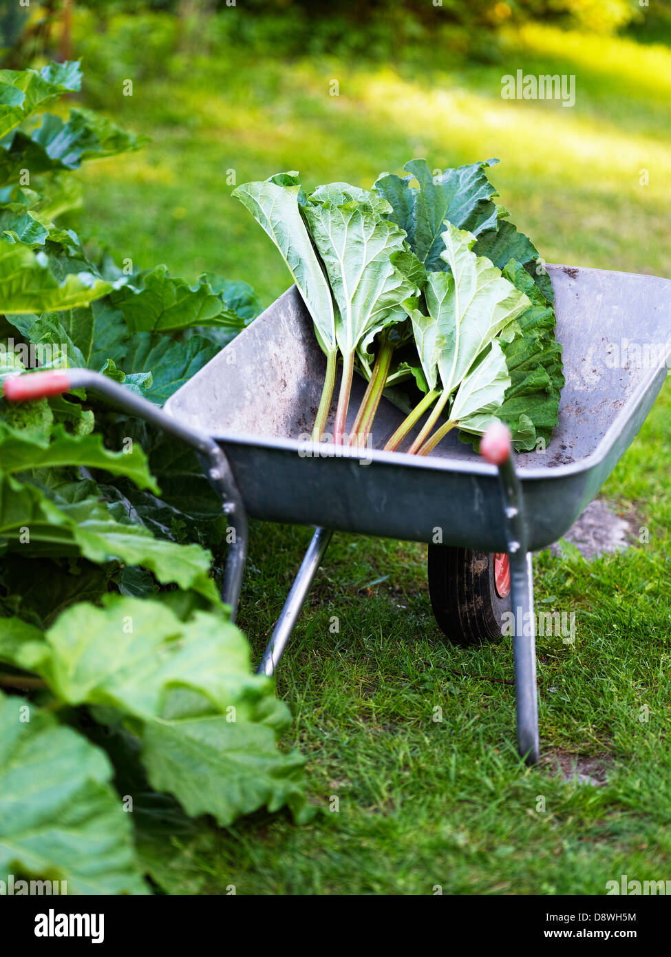 Rhubarb leaves on wheel-barrow Stock Photo - Alamy