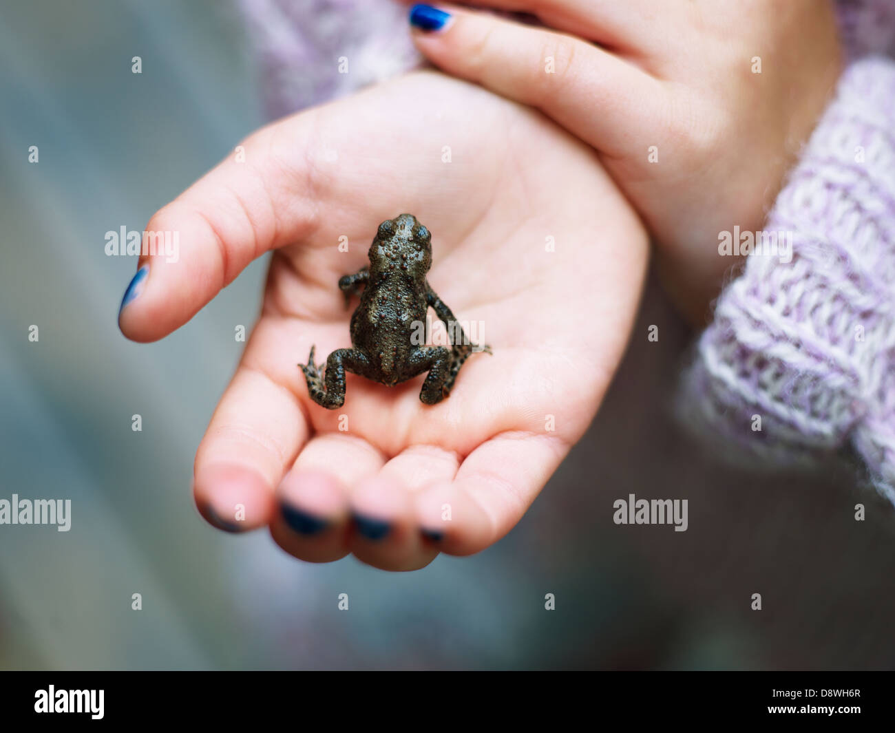 Frog on hand hi-res stock photography and images - Alamy