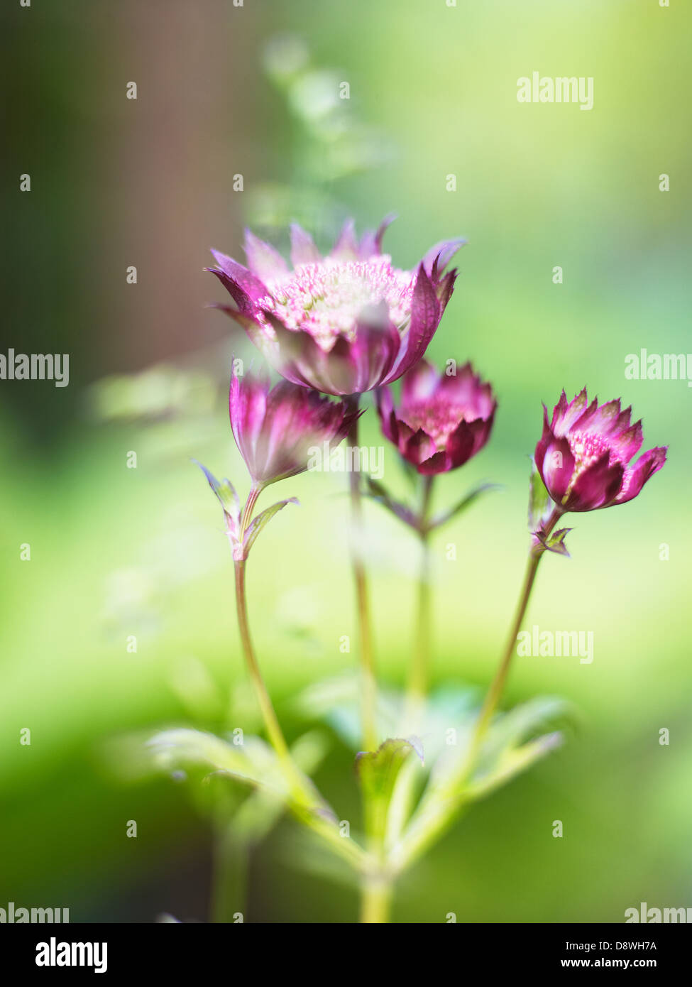 Astrantia plants hi-res stock photography and images - Alamy