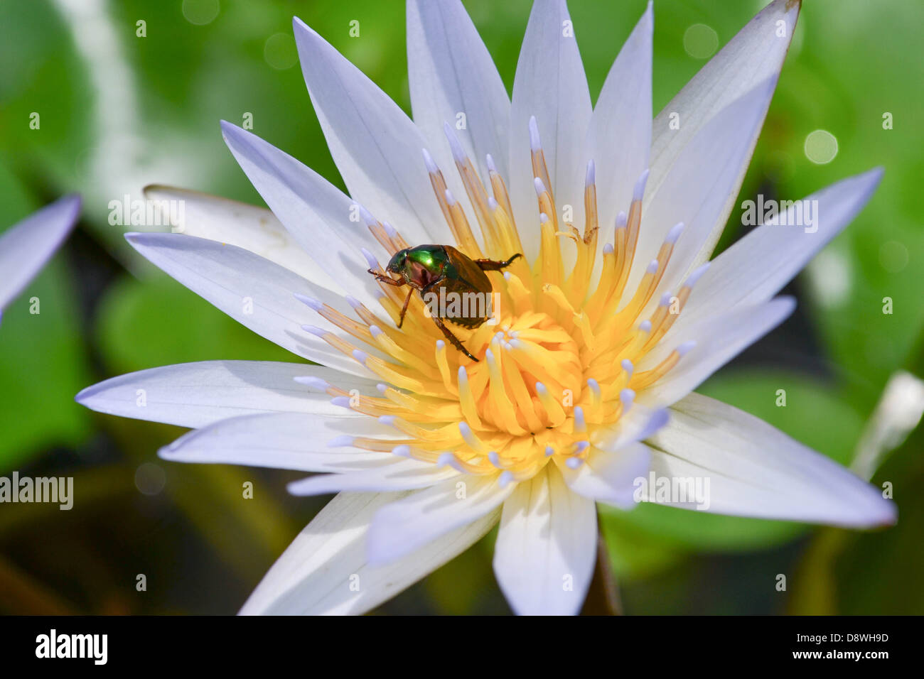 Best water lily hi-res stock photography and images - Alamy