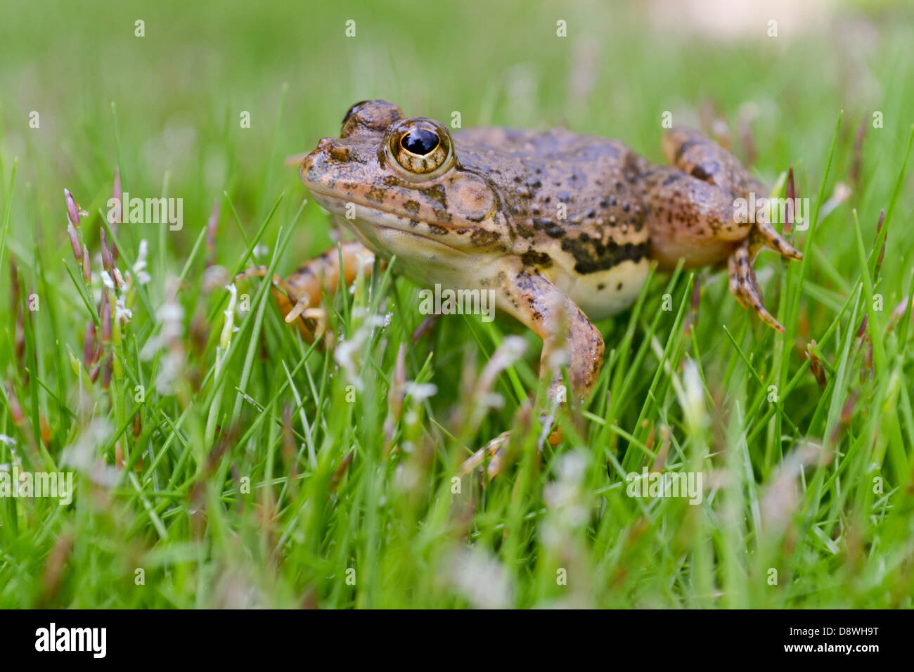 World through the Indian toads eyes Stock Photo - Alamy