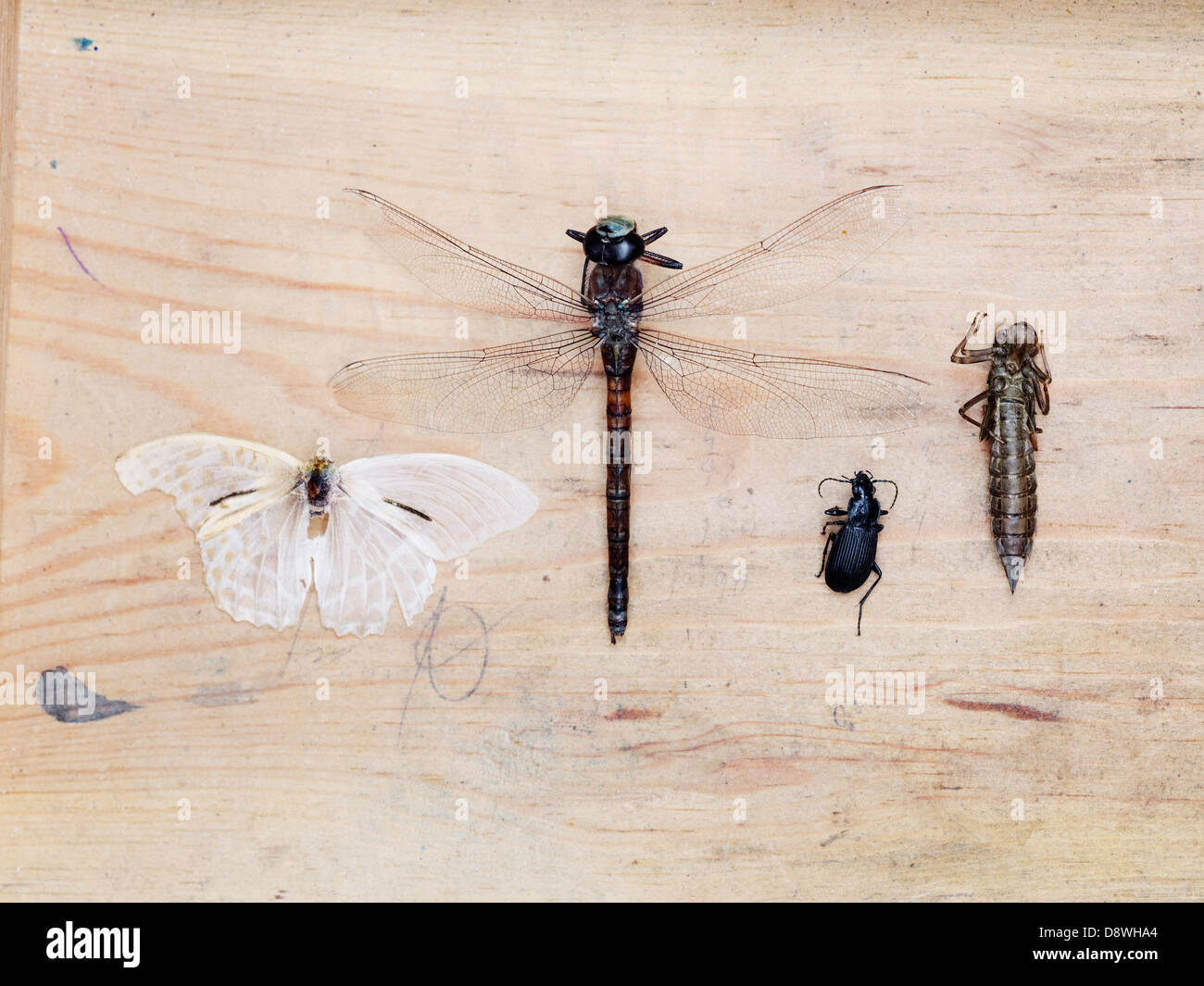 Insect collection hi-res stock photography and images - Alamy
