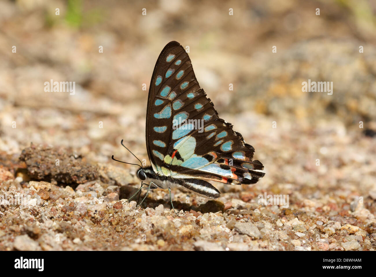 The Common Jay, Graphium doson evemonides Stock Photo - Alamy