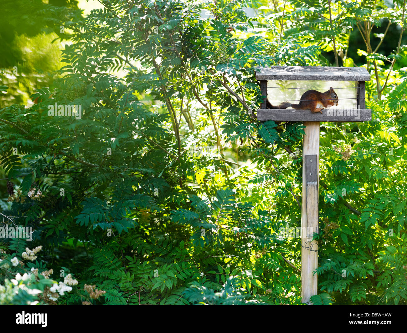 Red squirrel eating in bird table Stock Photo - Alamy