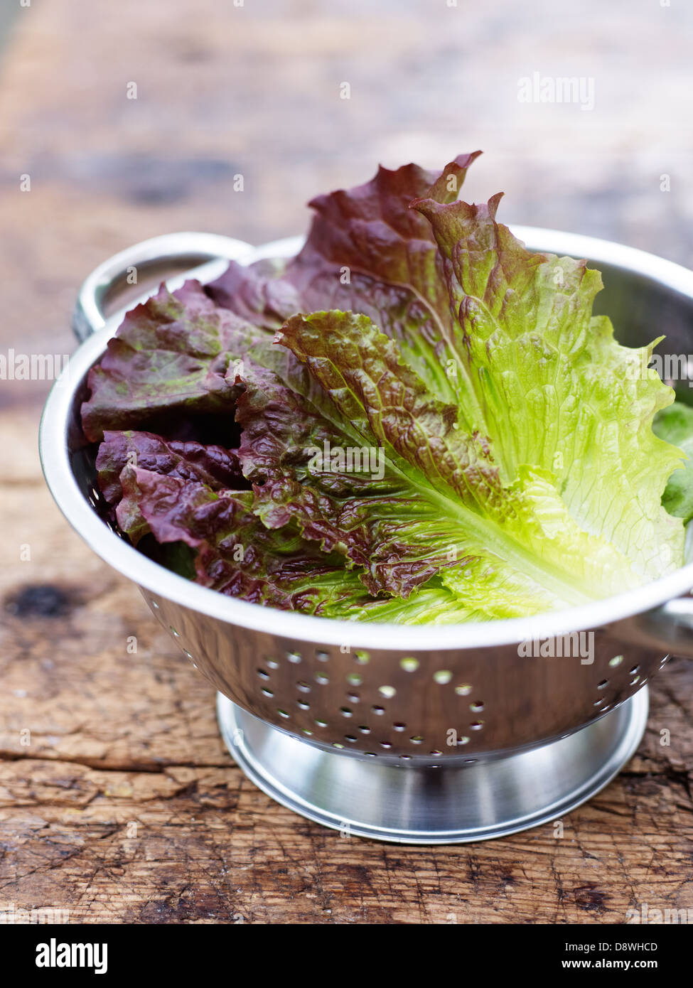 Lettuce in metal colander Stock Photo - Alamy