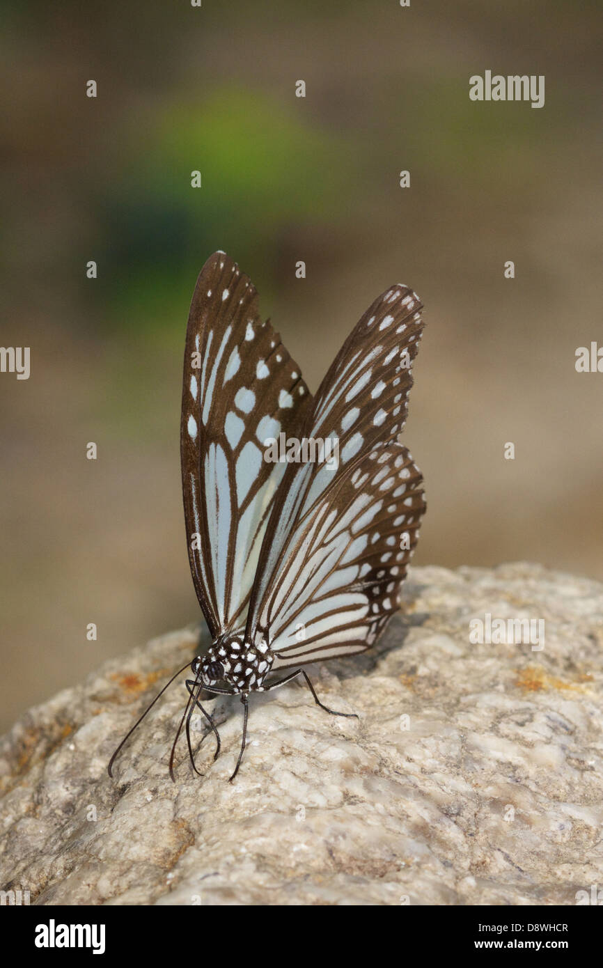 The Glassy Tiger, Parantica aglea melanoides Stock Photo - Alamy