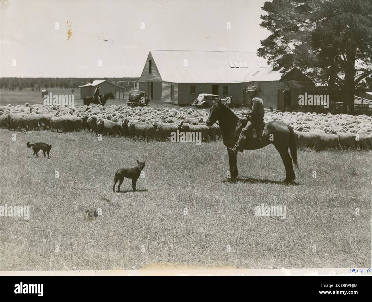 A historical black-and-white photograph capturing sheep droving near ...