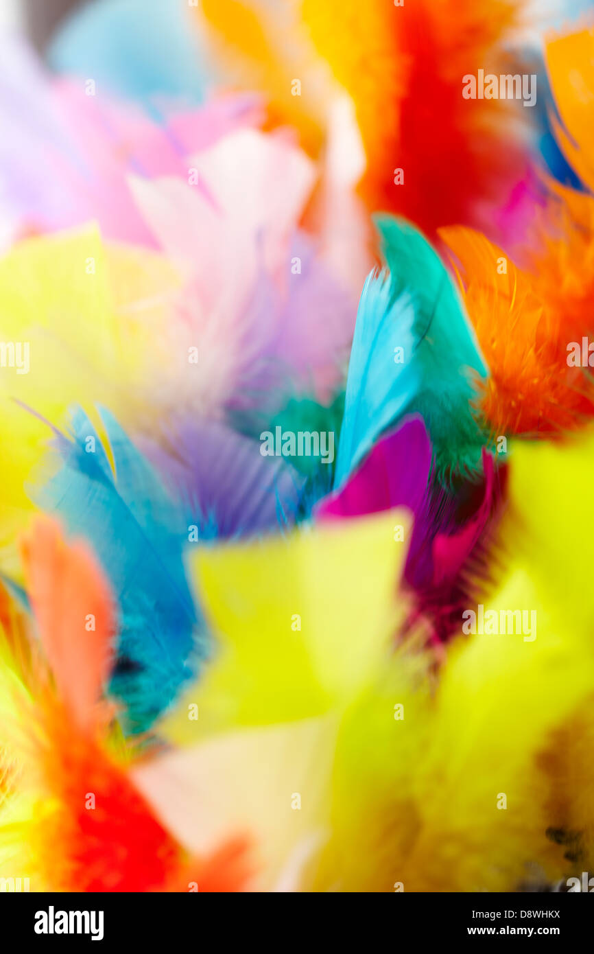Multi colored feathers, close-up Stock Photo - Alamy