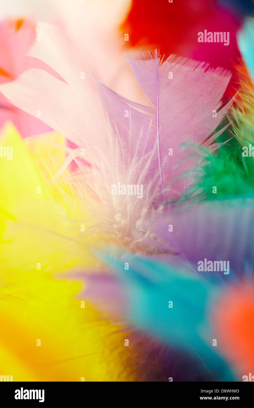 Multi colored feathers, close-up Stock Photo - Alamy
