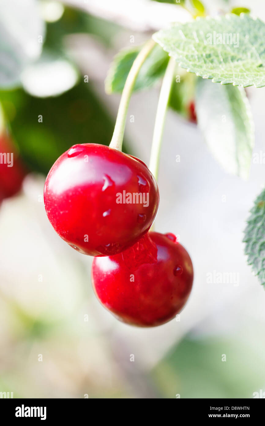 Close-up of two cherries Stock Photo - Alamy