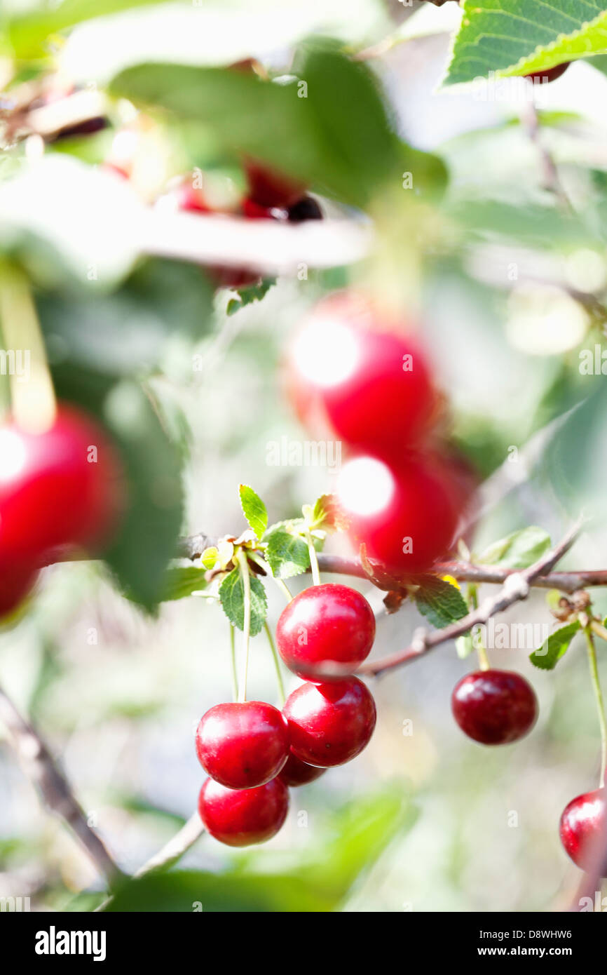 Close-up of cherries Stock Photo - Alamy