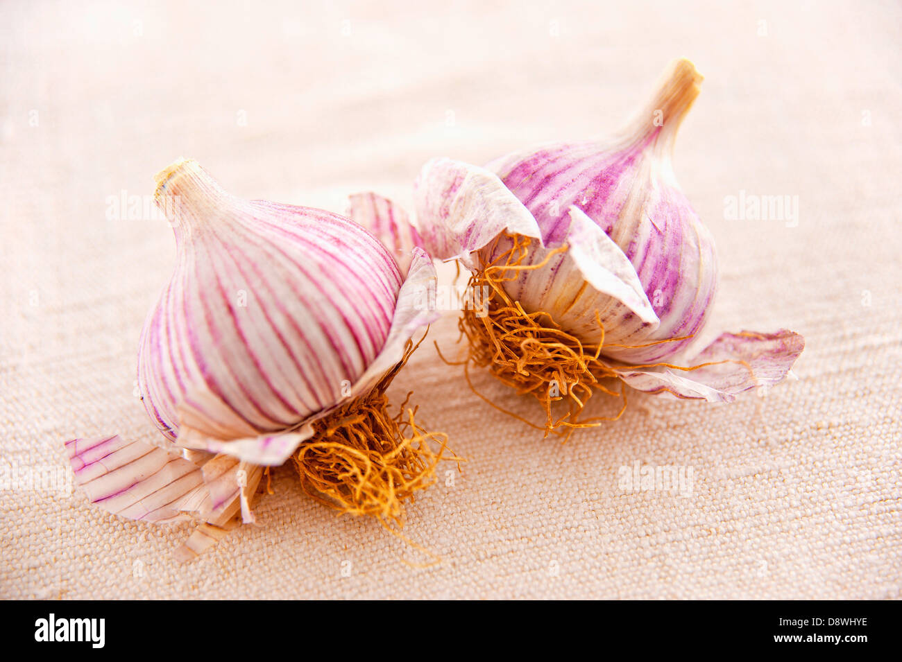 Heads garlic hi-res stock photography and images - Alamy