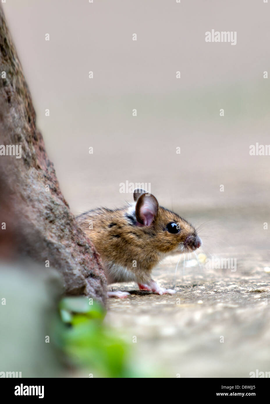 Long tailed mouse hi-res stock photography and images - Alamy