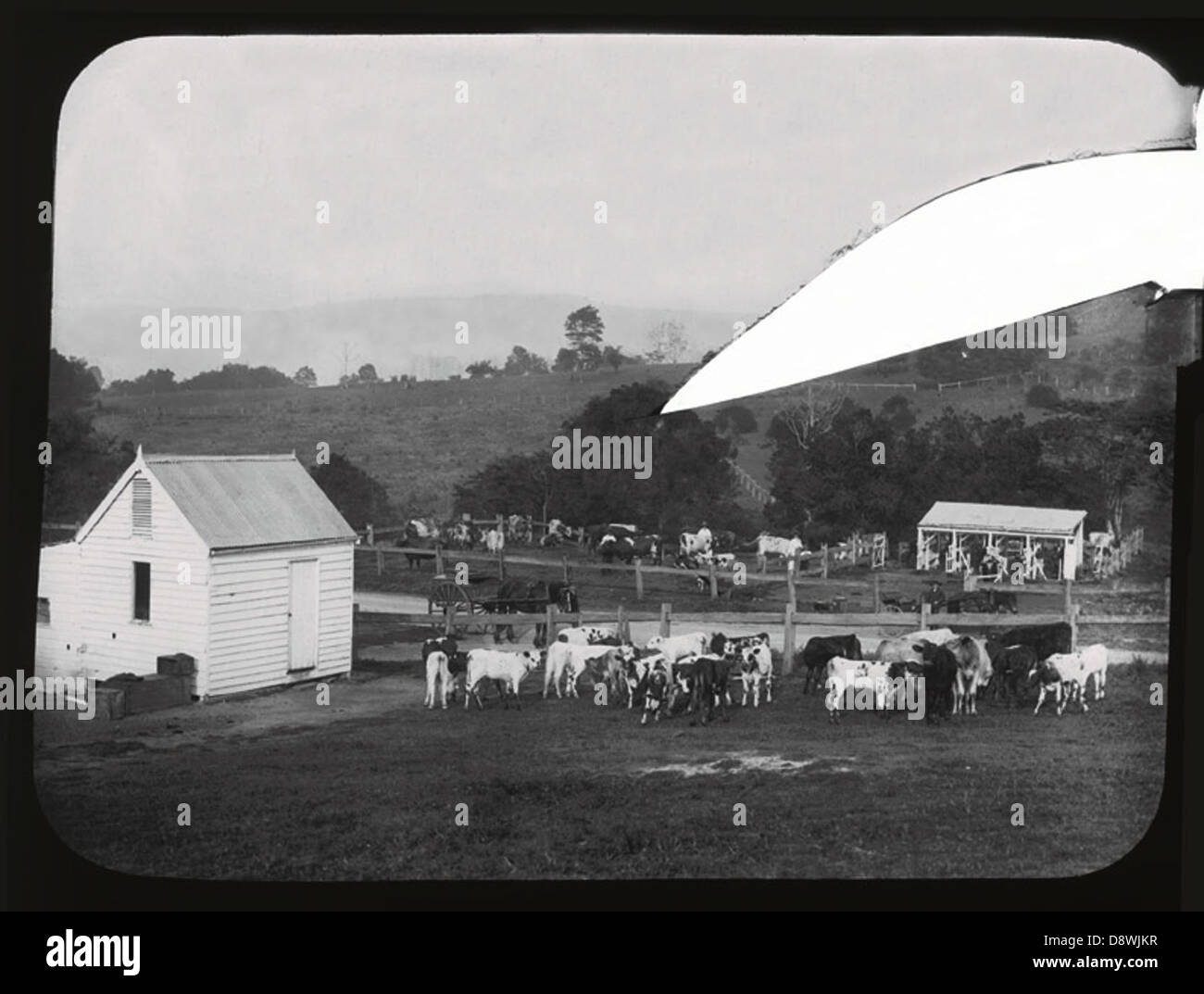 Dairy farm at Mullumbimby Stock Photo - Alamy