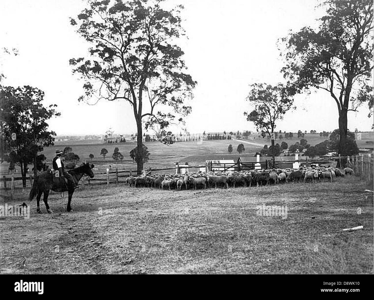 A black-and-white photograph showing sheep mustering in Cumberland ...