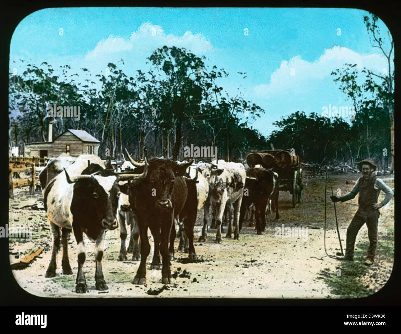 Bullock team hi-res stock photography and images - Alamy