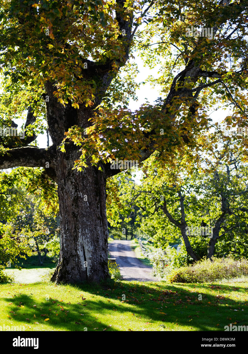 Large maple tree hi-res stock photography and images - Alamy