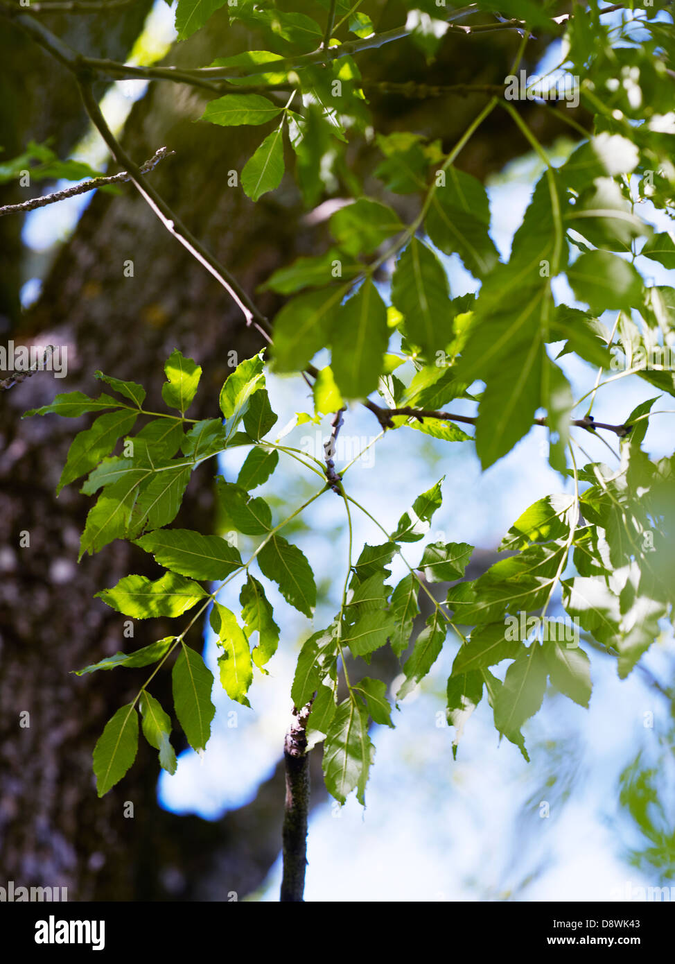 Deciduous tree branch hi-res stock photography and images - Alamy
