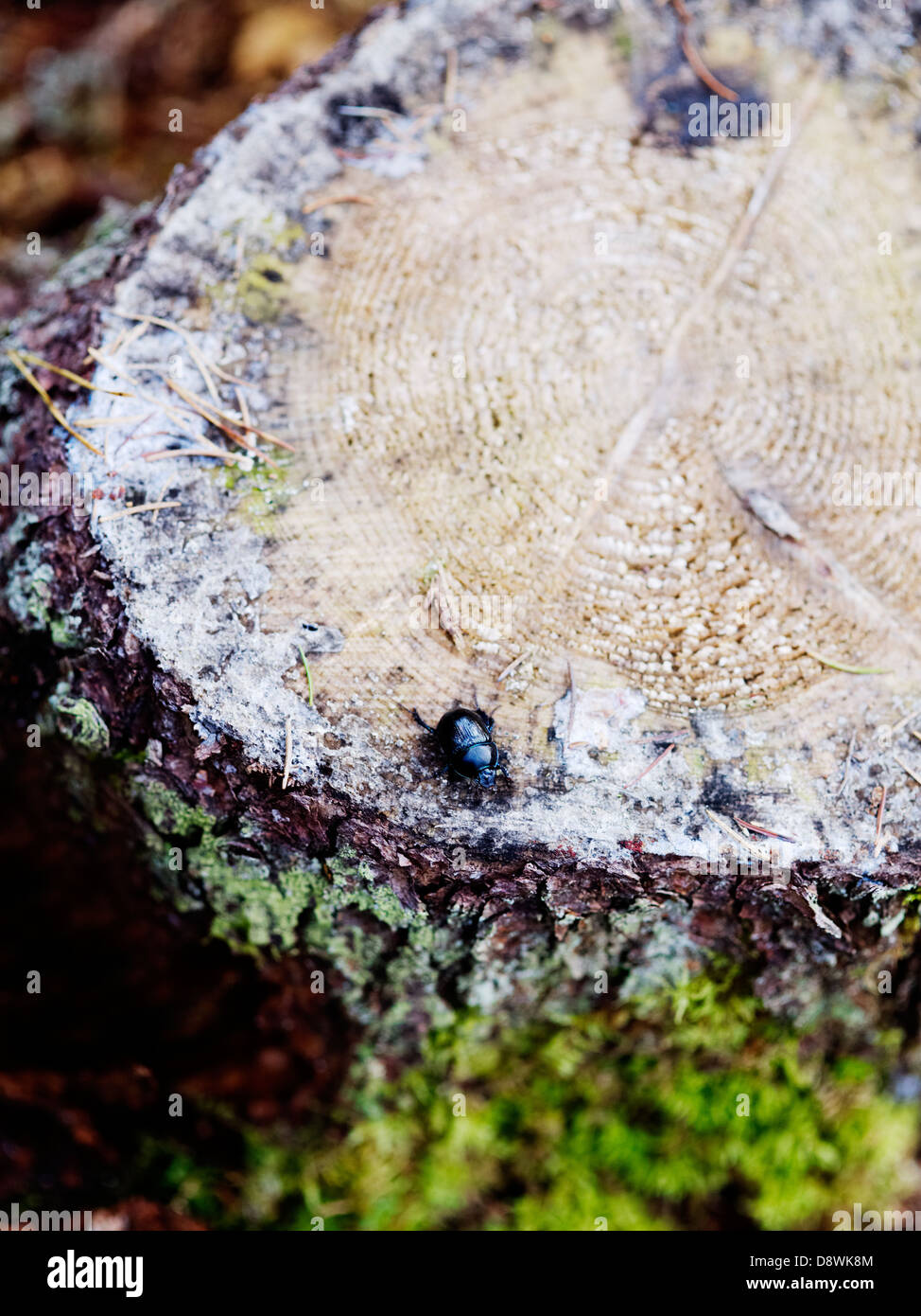 Close-up of tree stump with beetle Stock Photo - Alamy