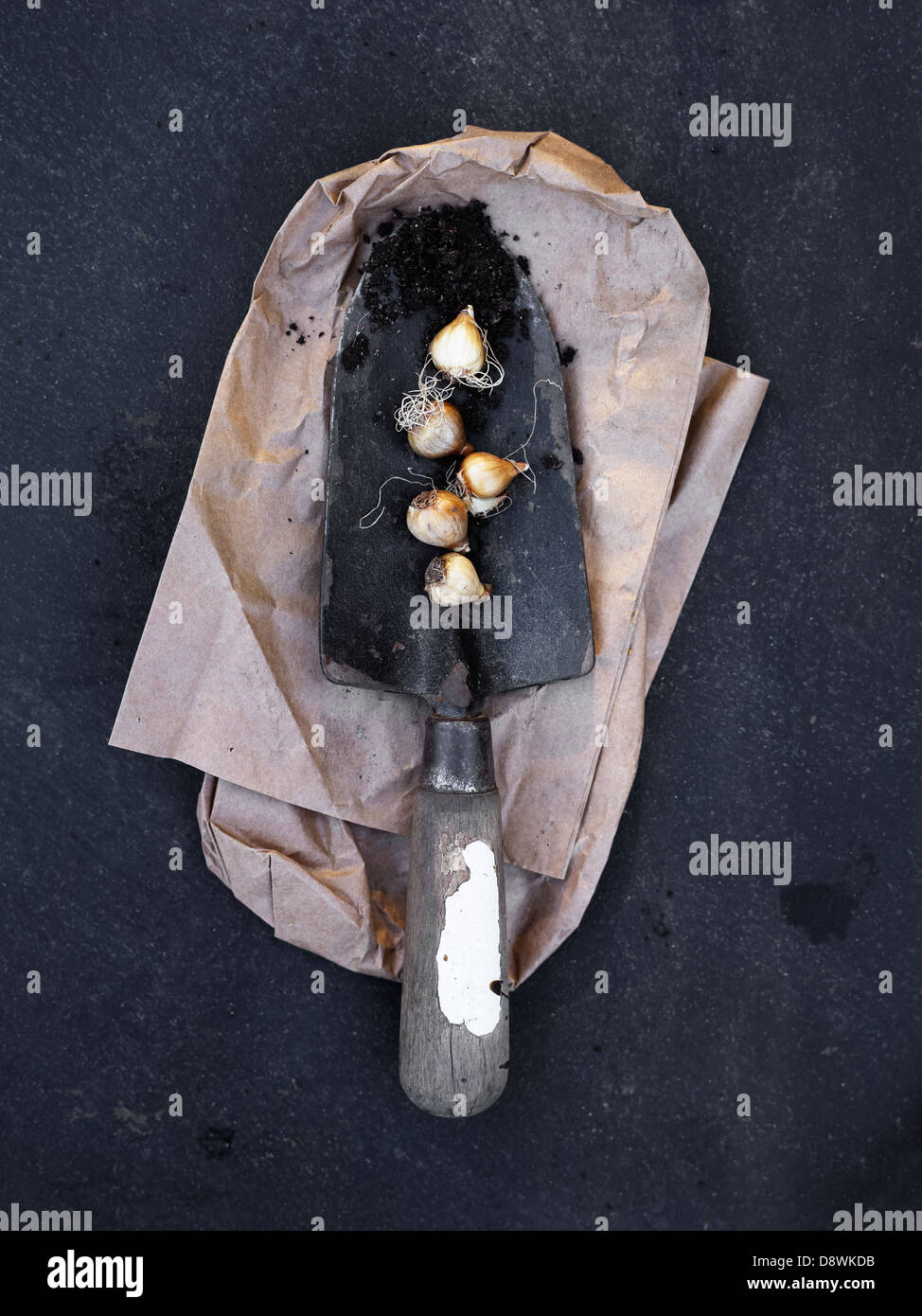 Flower bulbs on gardening spade Stock Photo - Alamy