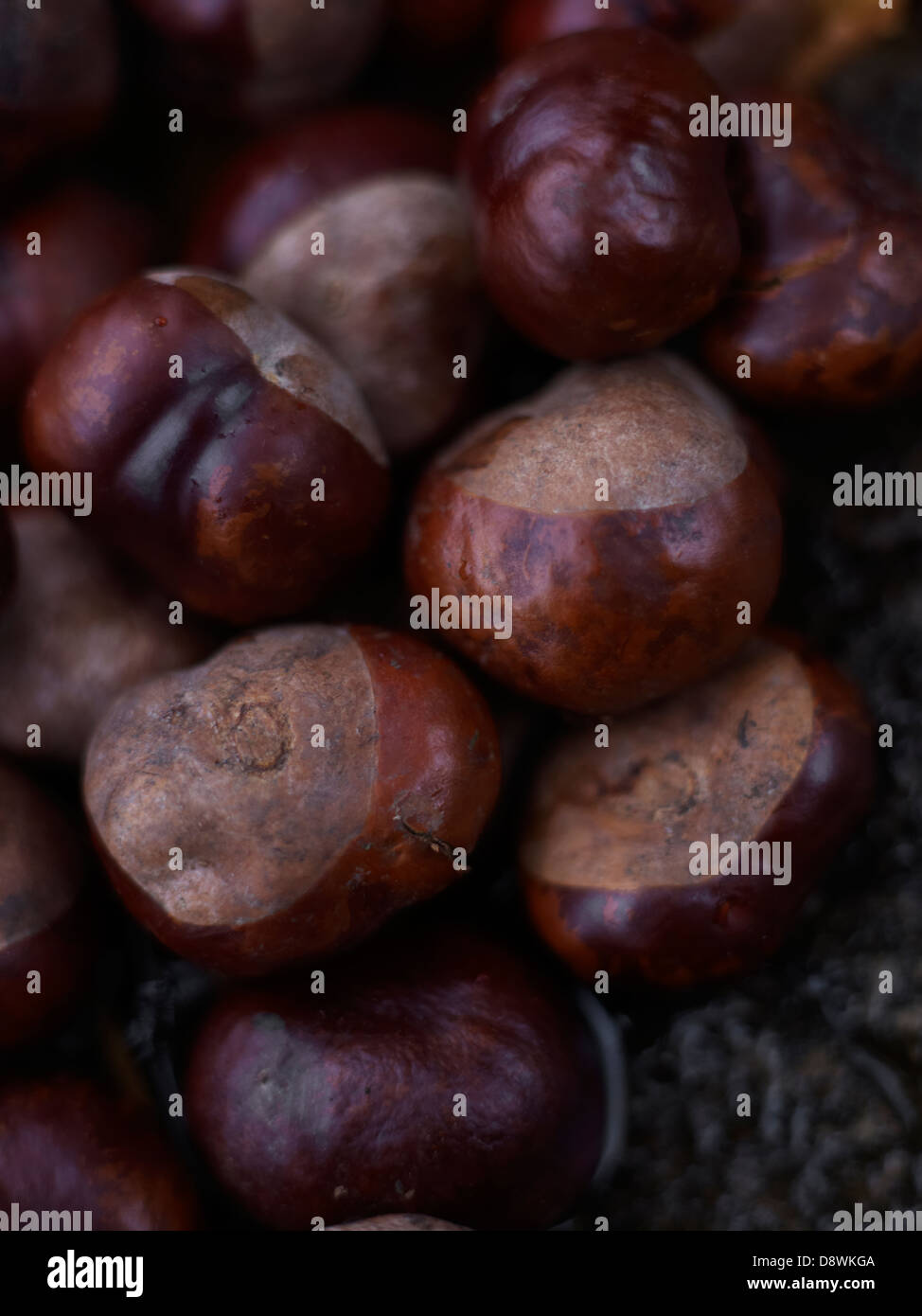Close-up of horse chestnuts Stock Photo - Alamy