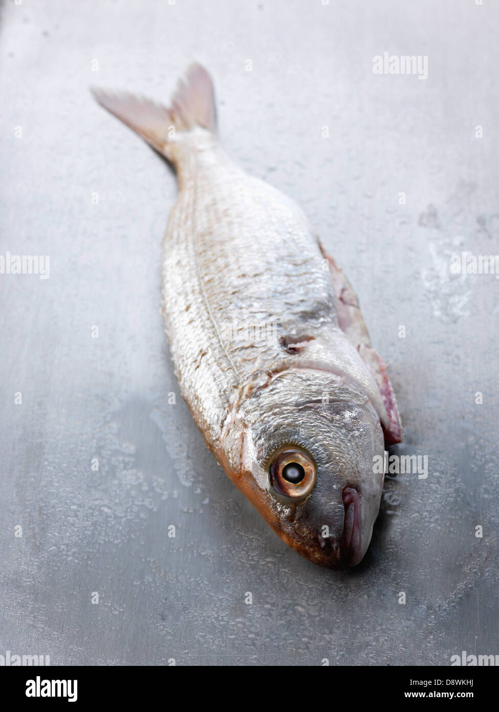 Sea bream hi-res stock photography and images - Alamy