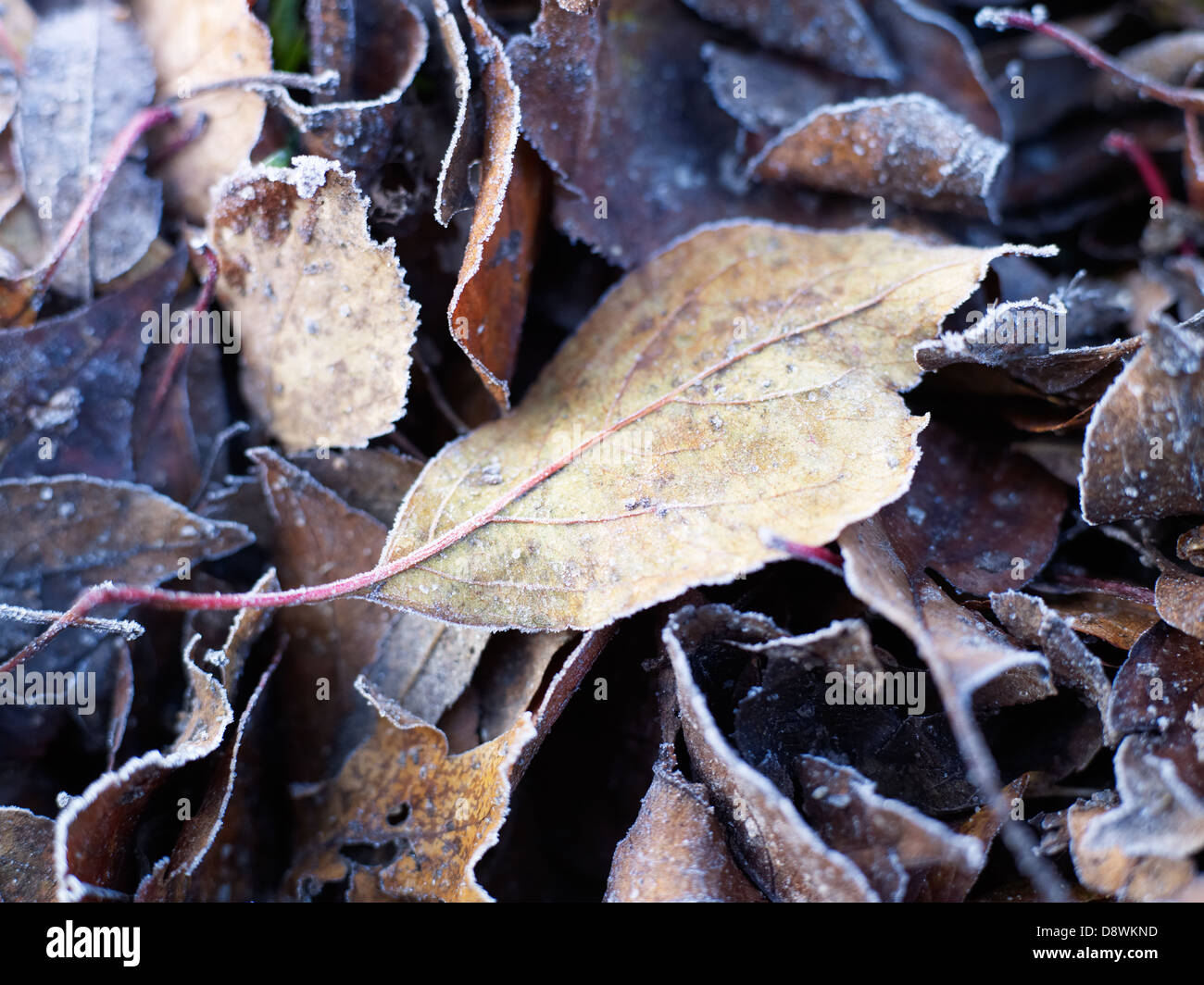 Close-up of frosted autumn leaves Stock Photo - Alamy