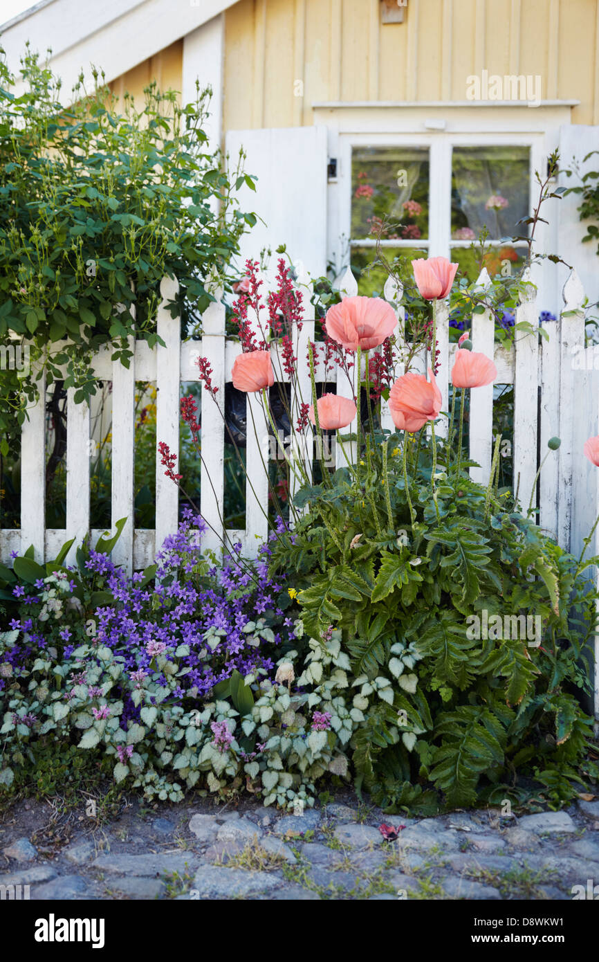 Flowers in front garden Stock Photo - Alamy