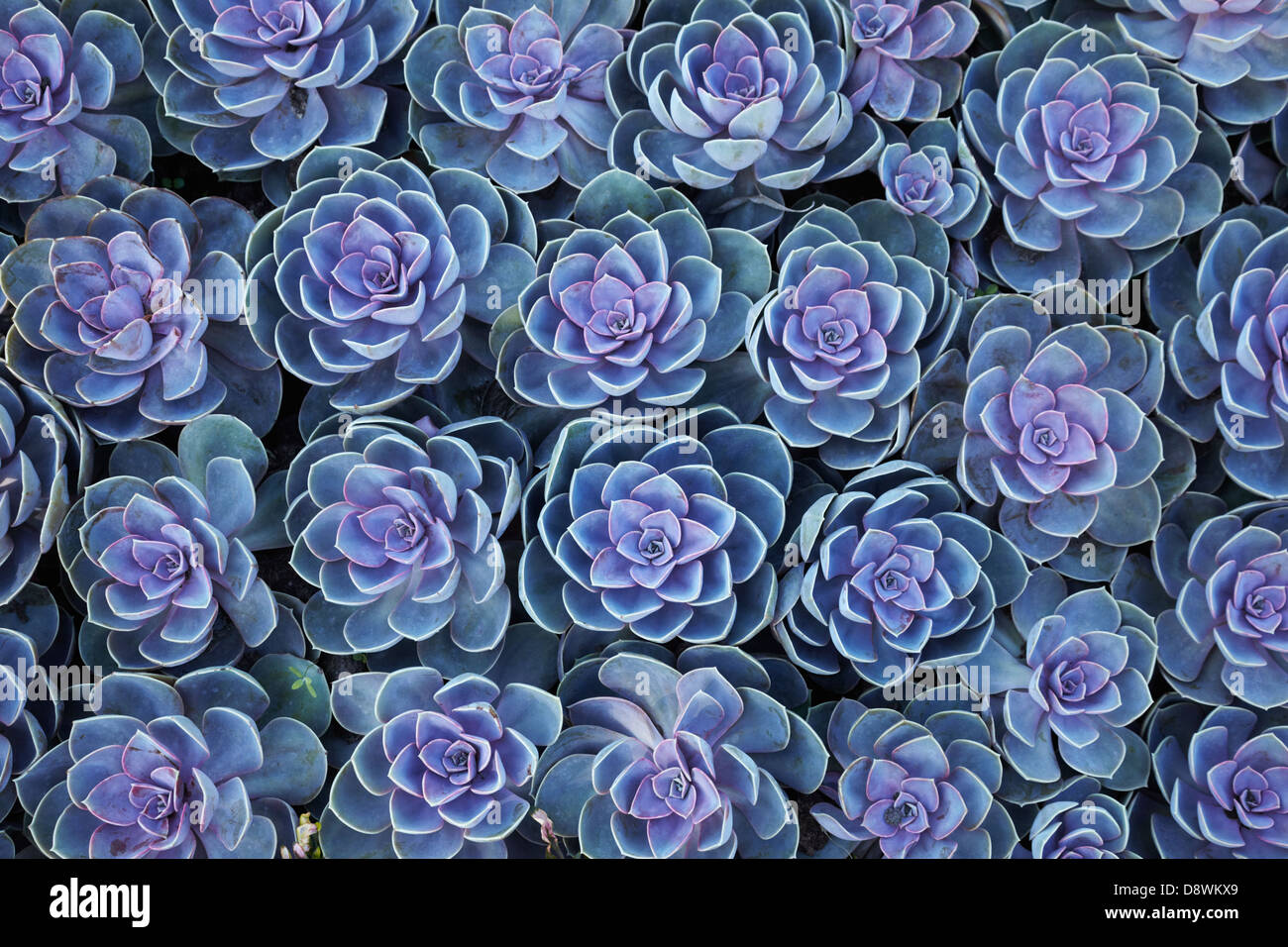 Close-up of Crassulaceae plants Stock Photo - Alamy