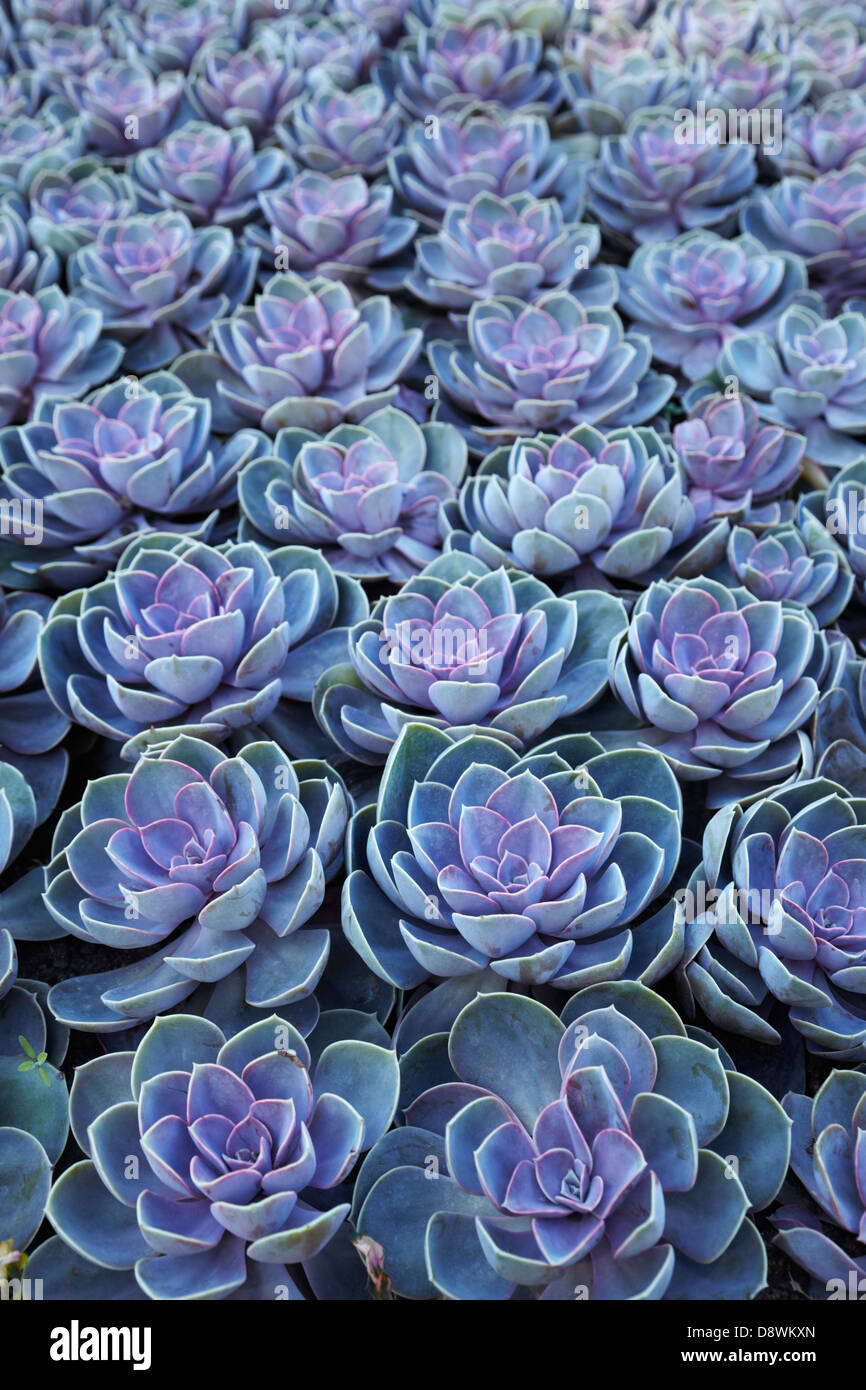 Crassulaceae hi-res stock photography and images - Alamy