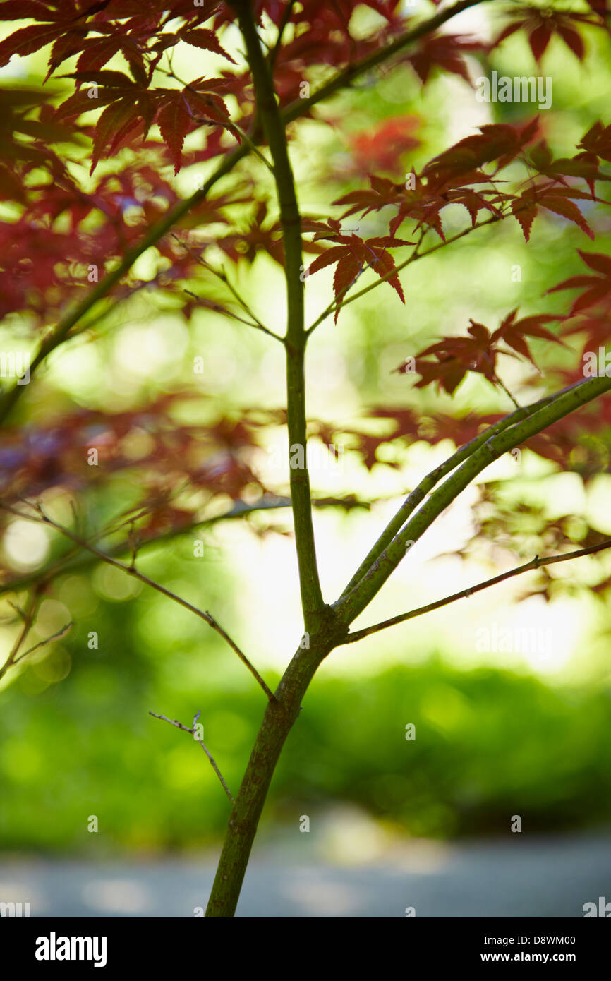 Tree twig hi-res stock photography and images - Alamy