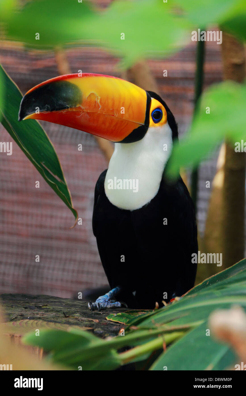 Toucan eye hi-res stock photography and images - Alamy