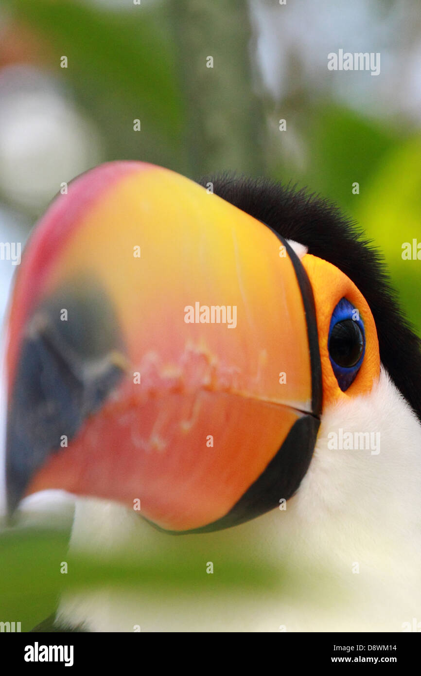Toucan with open mouth hi-res stock photography and images - Alamy