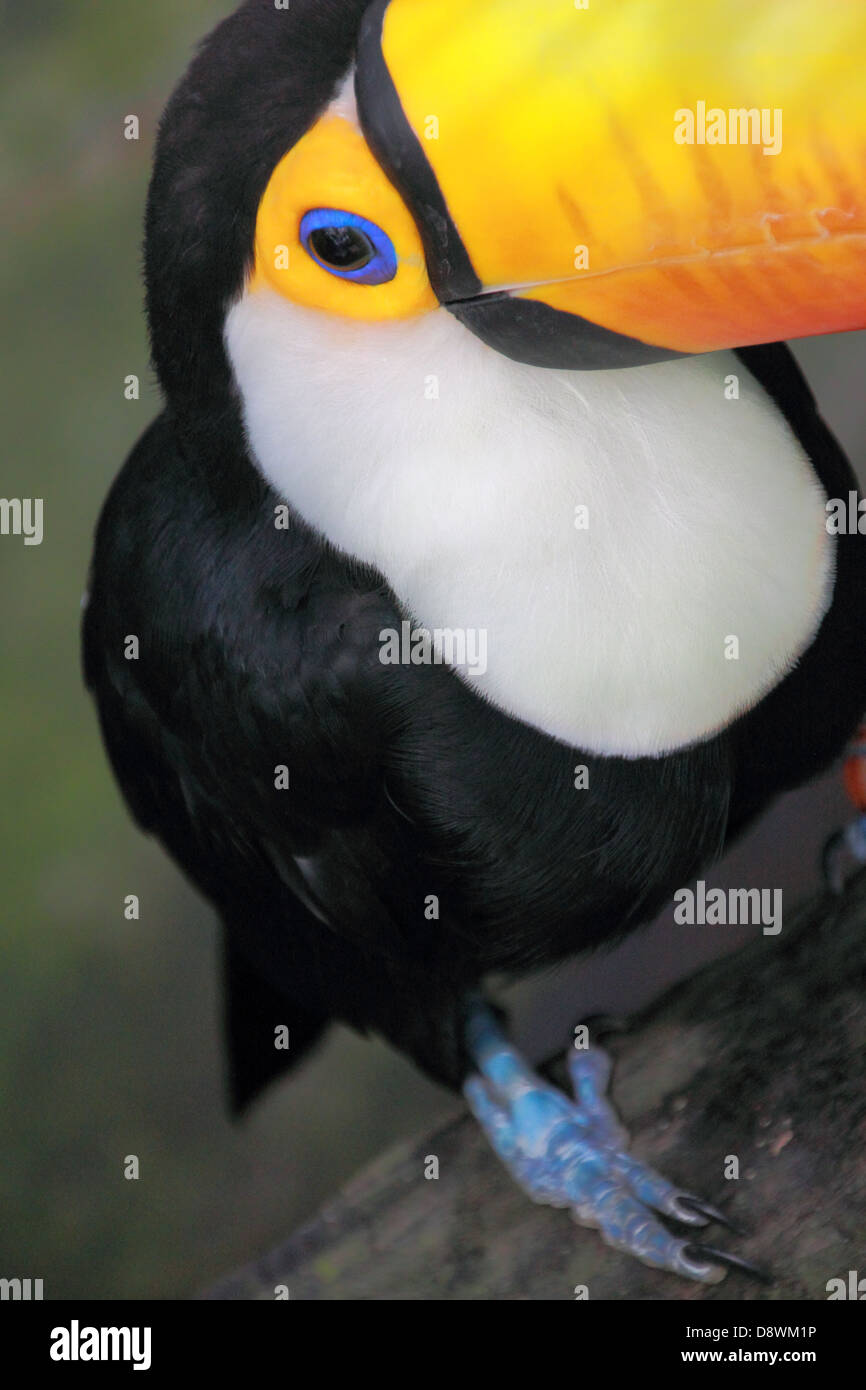 Toucan with open mouth hi-res stock photography and images - Alamy