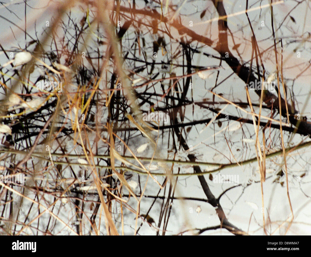Reeds and branches Stock Photo - Alamy