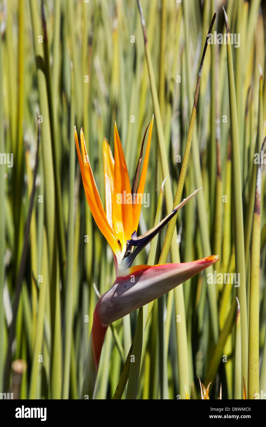 Close-up of bird of paradise flower Stock Photo - Alamy