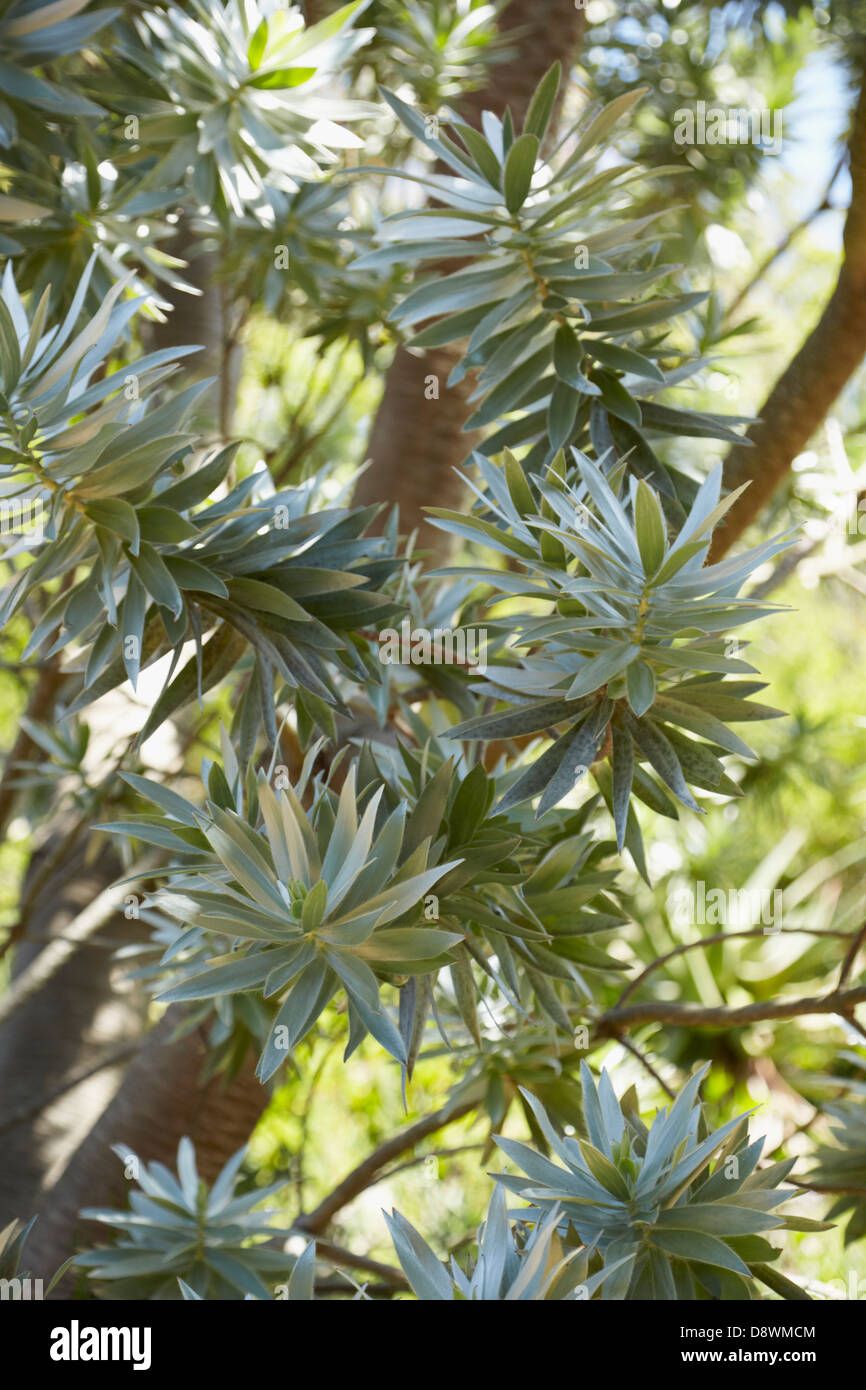 Twigs vertical hi-res stock photography and images - Alamy