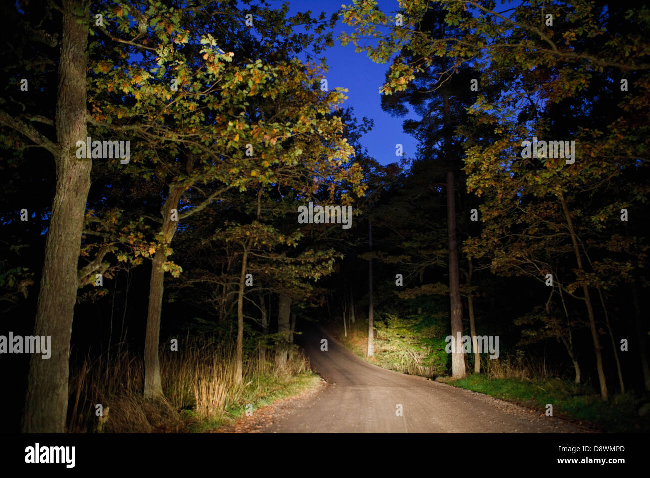 Night scene in forest hi-res stock photography and images - Alamy