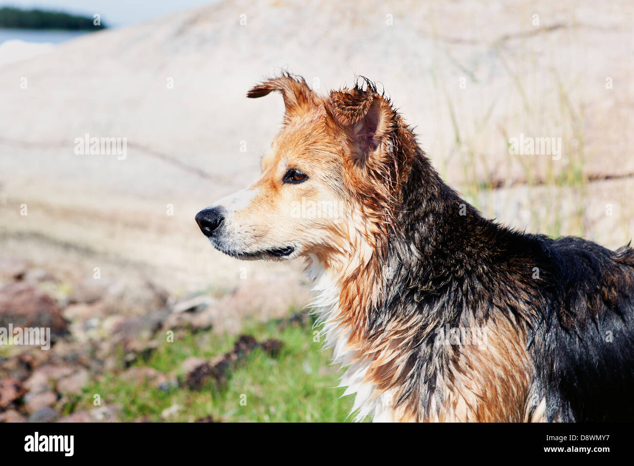 Dog with wet fur Stock Photo - Alamy