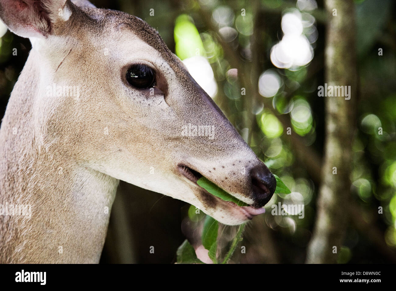 Close up deer hi-res stock photography and images - Alamy
