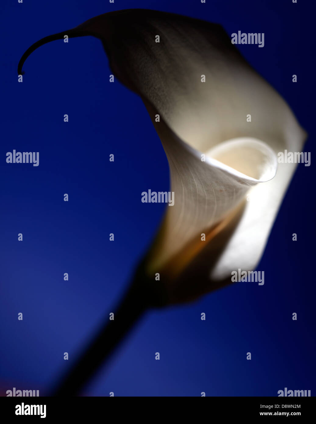 A white calla against blue background, close-up Stock Photo - Alamy