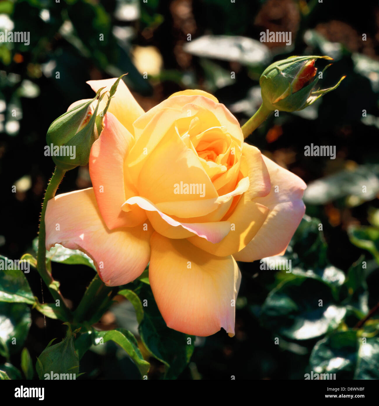 A blooming rose Stock Photo - Alamy