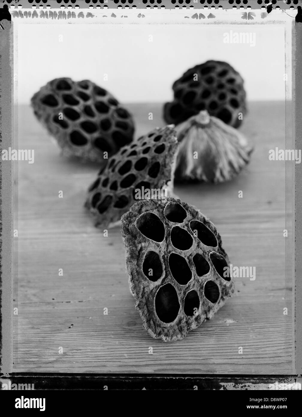 Dried seed vessel Stock Photo - Alamy