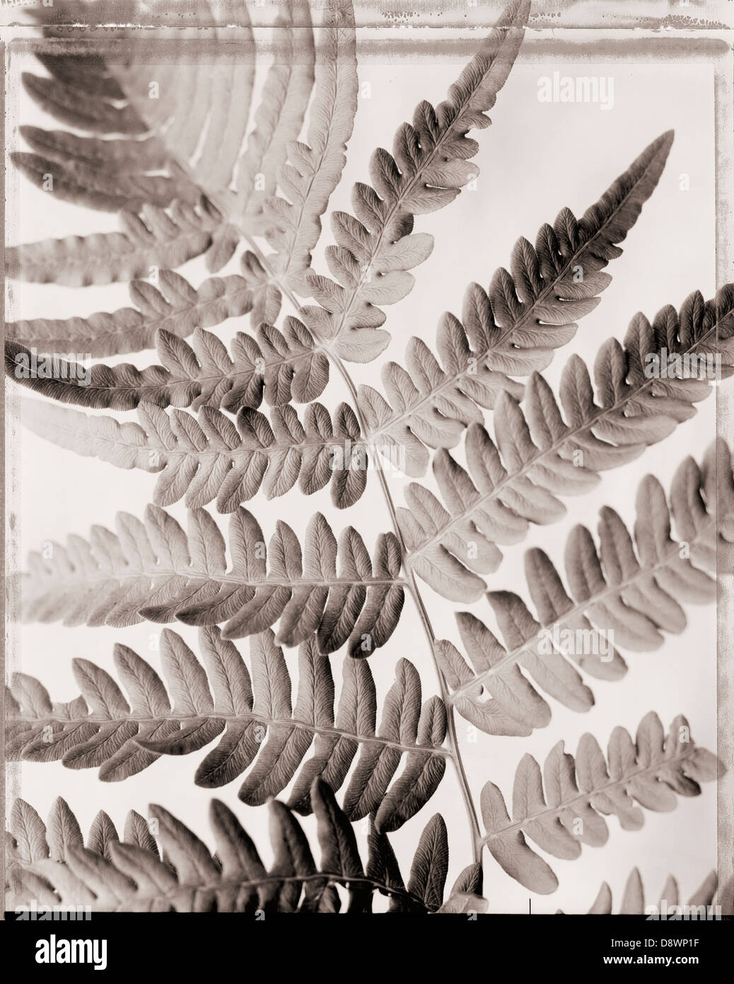 Plant, close-up (B&W Stock Photo - Alamy