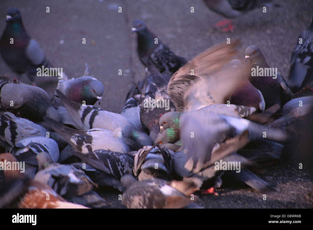 A flock of doves eating Stock Photo - Alamy