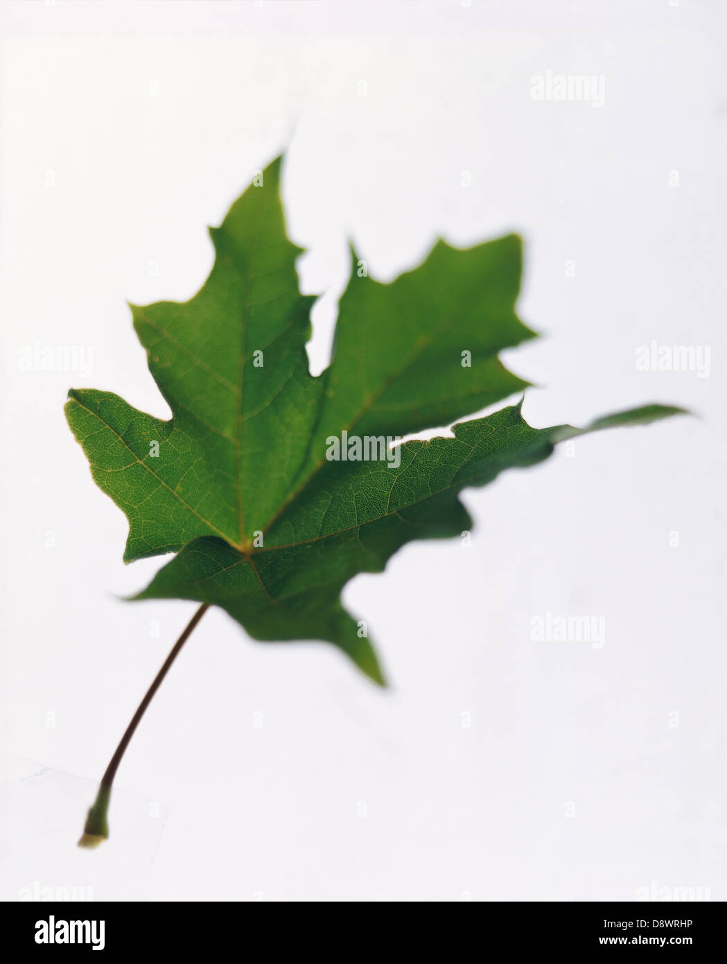 Green maple leaf against white background Stock Photo - Alamy