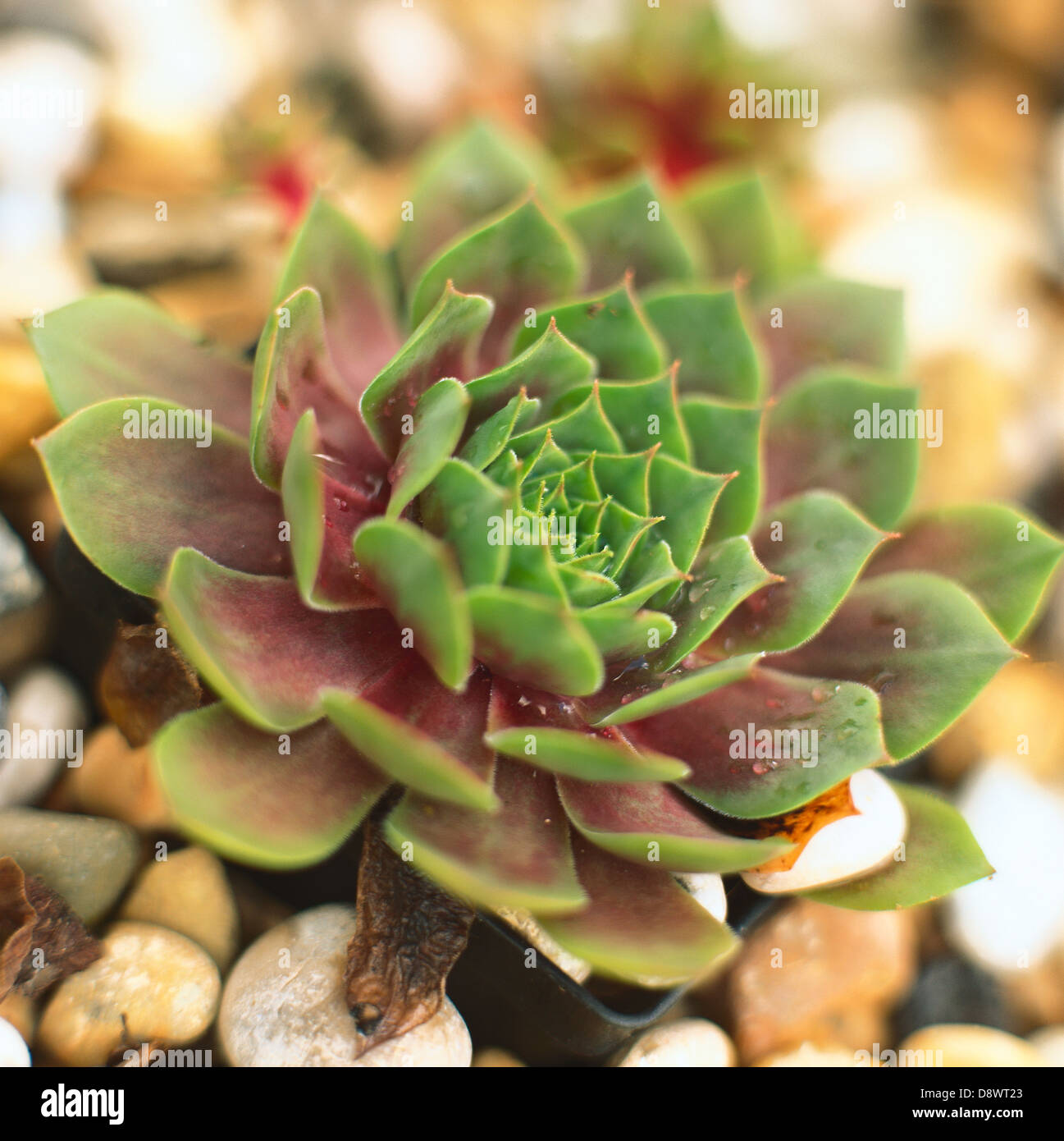 Potted common houseleek hi-res stock photography and images - Alamy