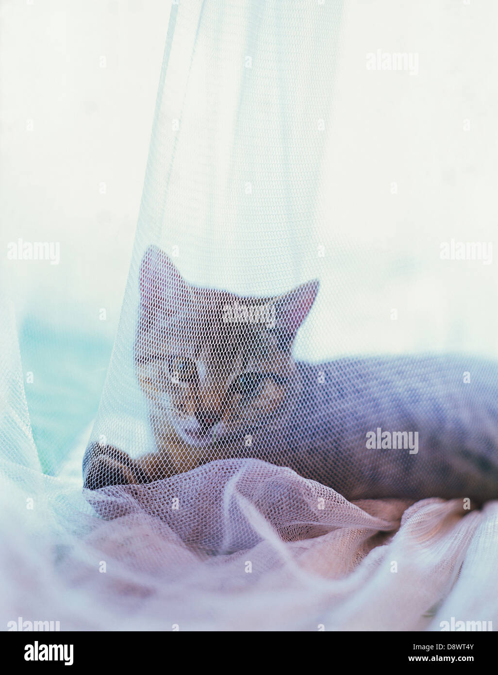 A cat lying behind a mosquito net Stock Photo - Alamy