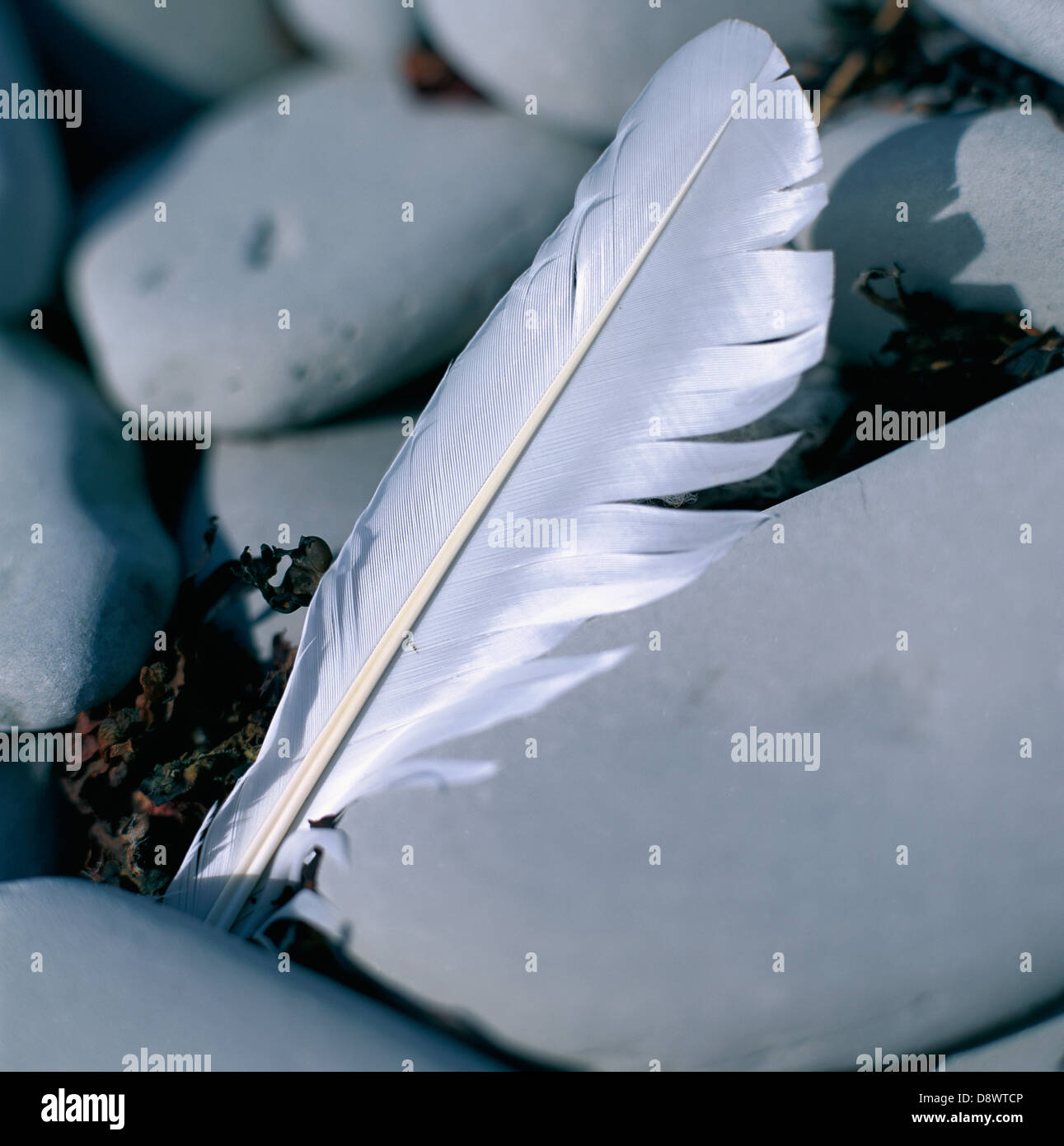 A feather among stones Stock Photo - Alamy