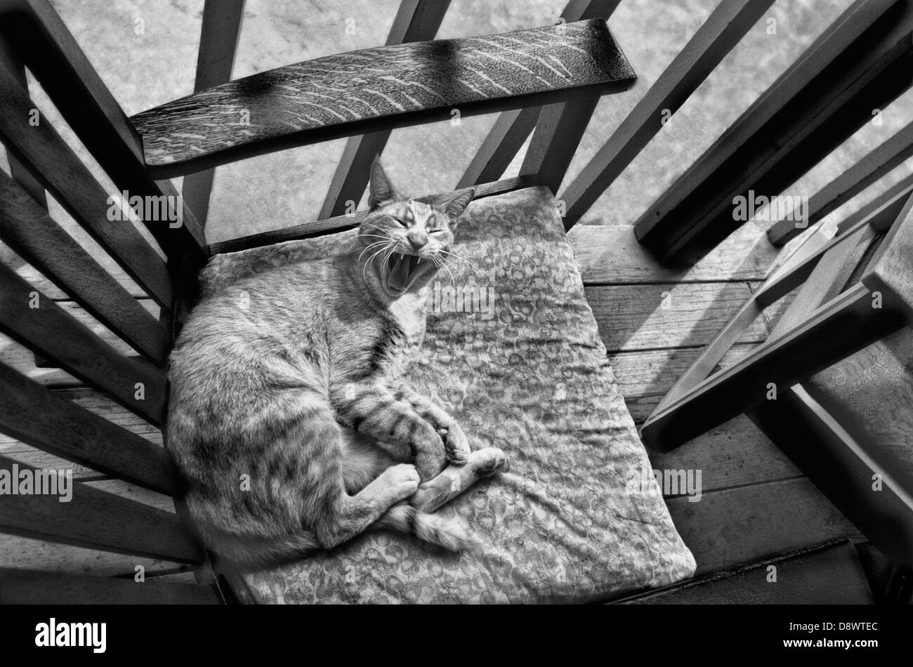 A cat yawns while relaxing in a rocking chair Stock Photo - Alamy